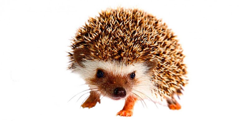 Erizo - Turismo & Viajes Info Perú