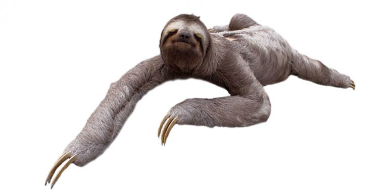 Oso Perezoso - Turismo & Viajes Info Perú