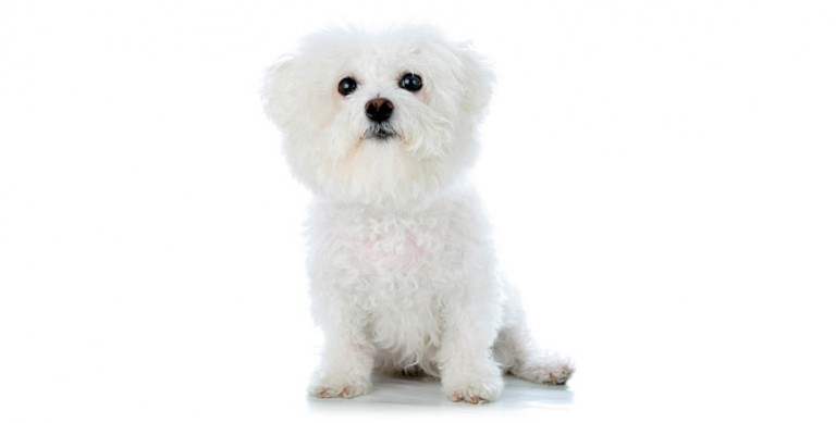 Perro Bichón Frisé - Turismo & Viajes Info Perú