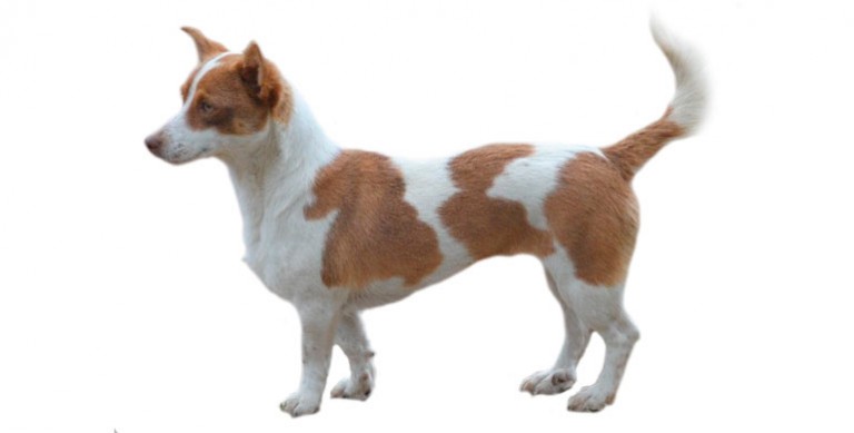 Perro Can Guicho ou Quisquelo - Turismo & Viajes Info Perú