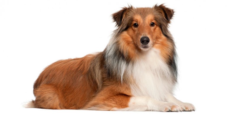 Perro Collie de Pelo Largo - Turismo & Viajes Info Perú
