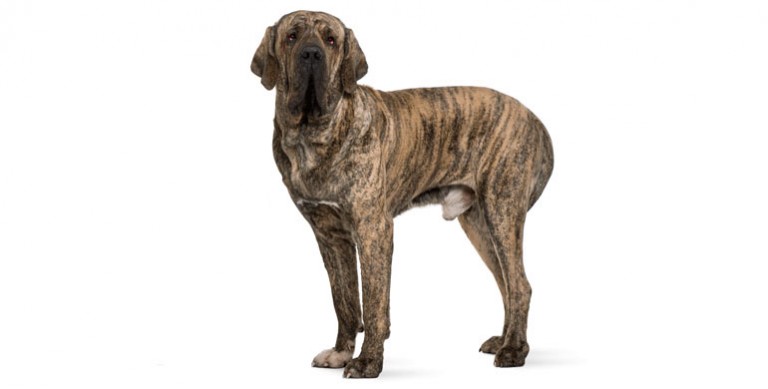 Perro Fila Brasileiro - Turismo & Viajes Info Perú