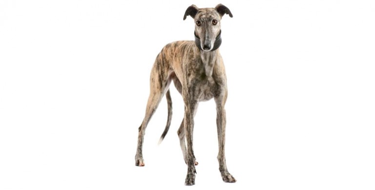 Perro Galgo Español - Turismo & Viajes Info Perú