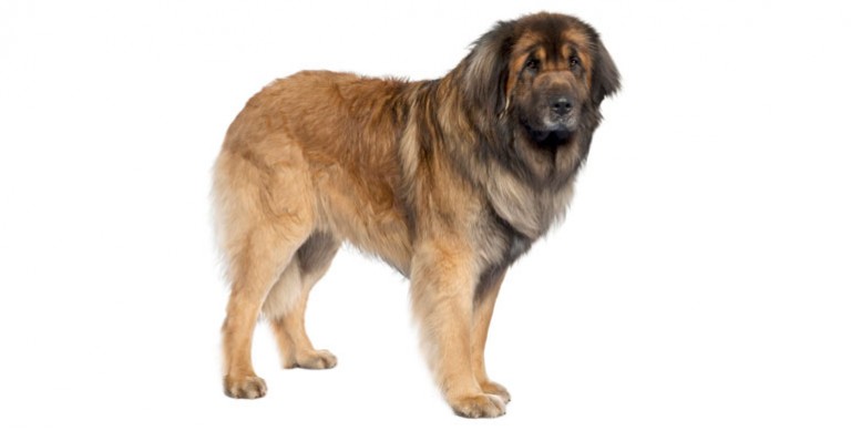Perro Leonberger - Turismo & Viajes Info Perú