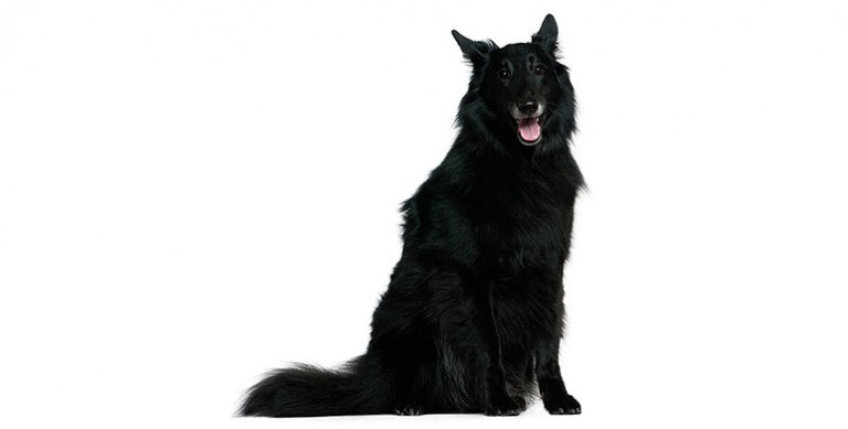 Perro Pastor Belga Groenendael - Turismo & Viajes Info Perú