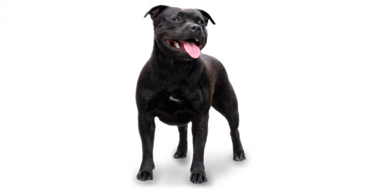 Perro Staffordshire Bull Terrier - Turismo & Viajes Info Perú